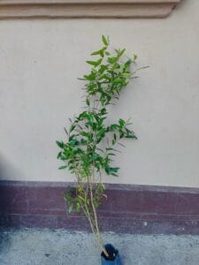 Sadnice Nara (Punica granatum) - Rasadnik Mango