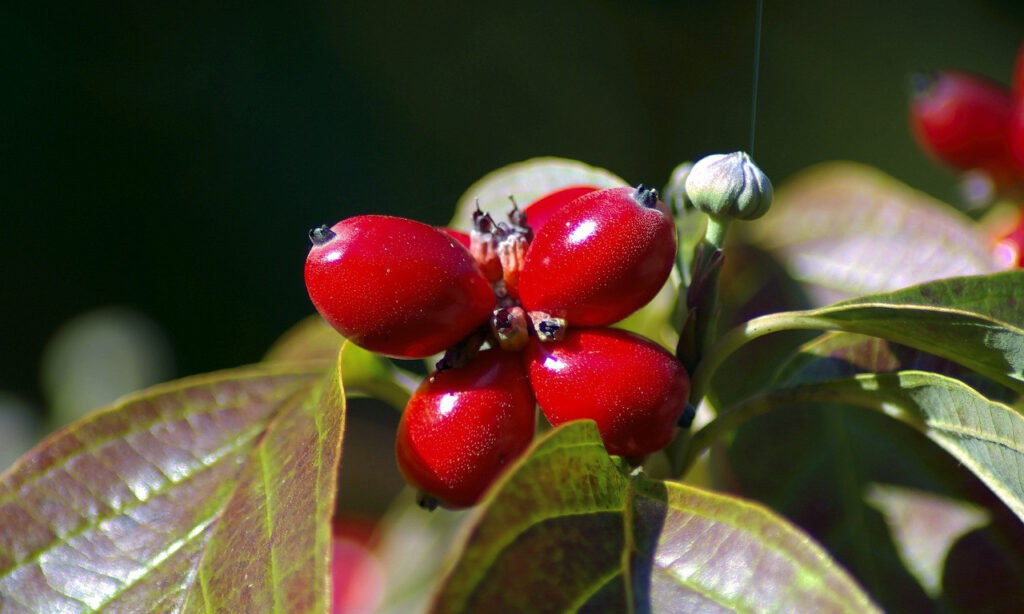 Sadnice Drena - Rasadnik Mango