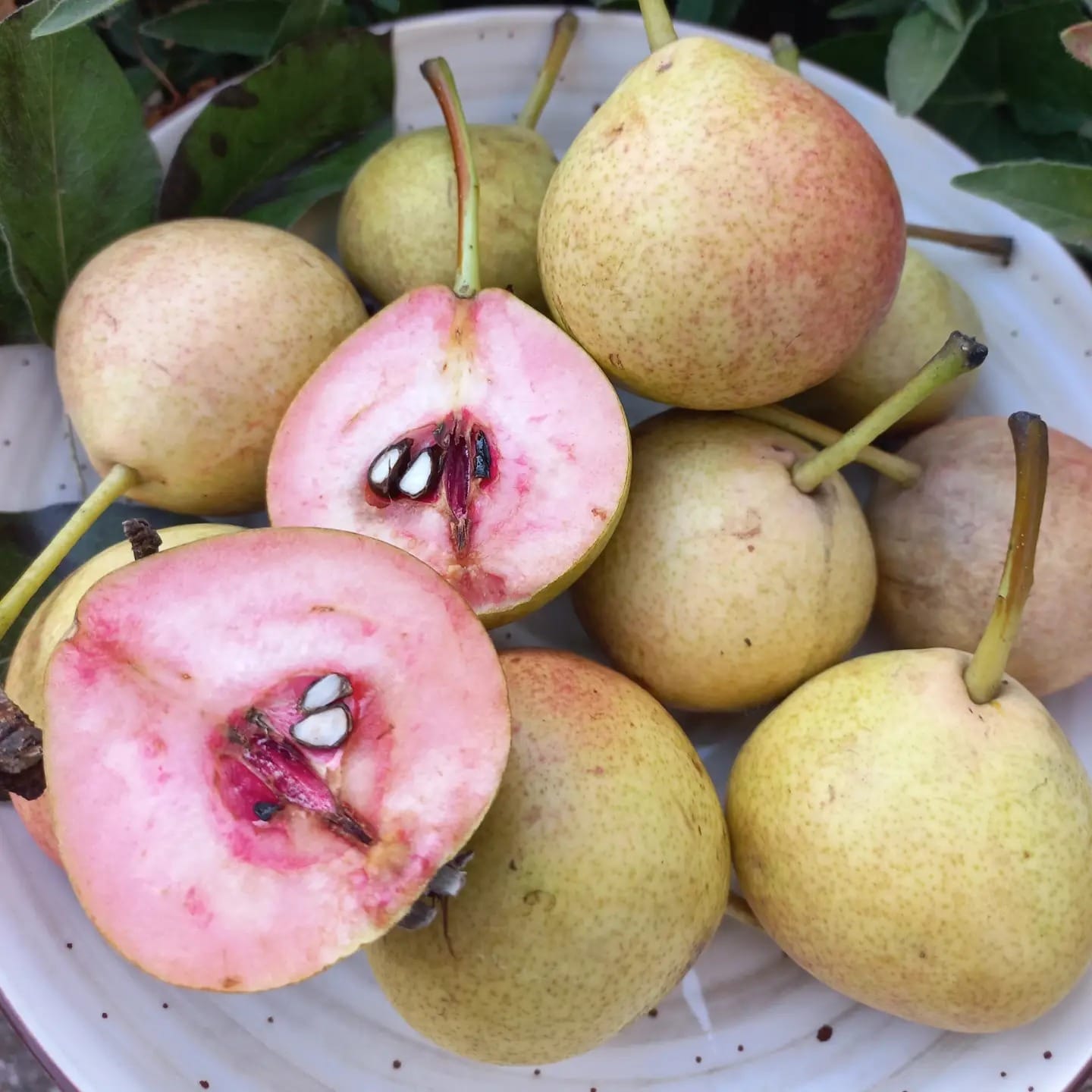 Sadnica Kruška Lubeničarka - Rasadnik Mango