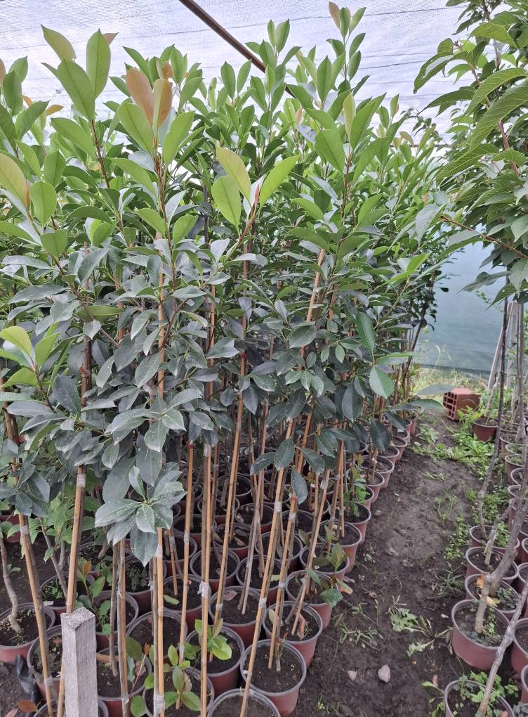 Fotinija na štapu - Rasadnik Mango