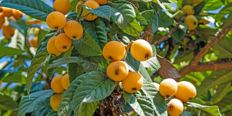 Sadnica Japanske Mušmule (Nespula) - Rasadnik Mango